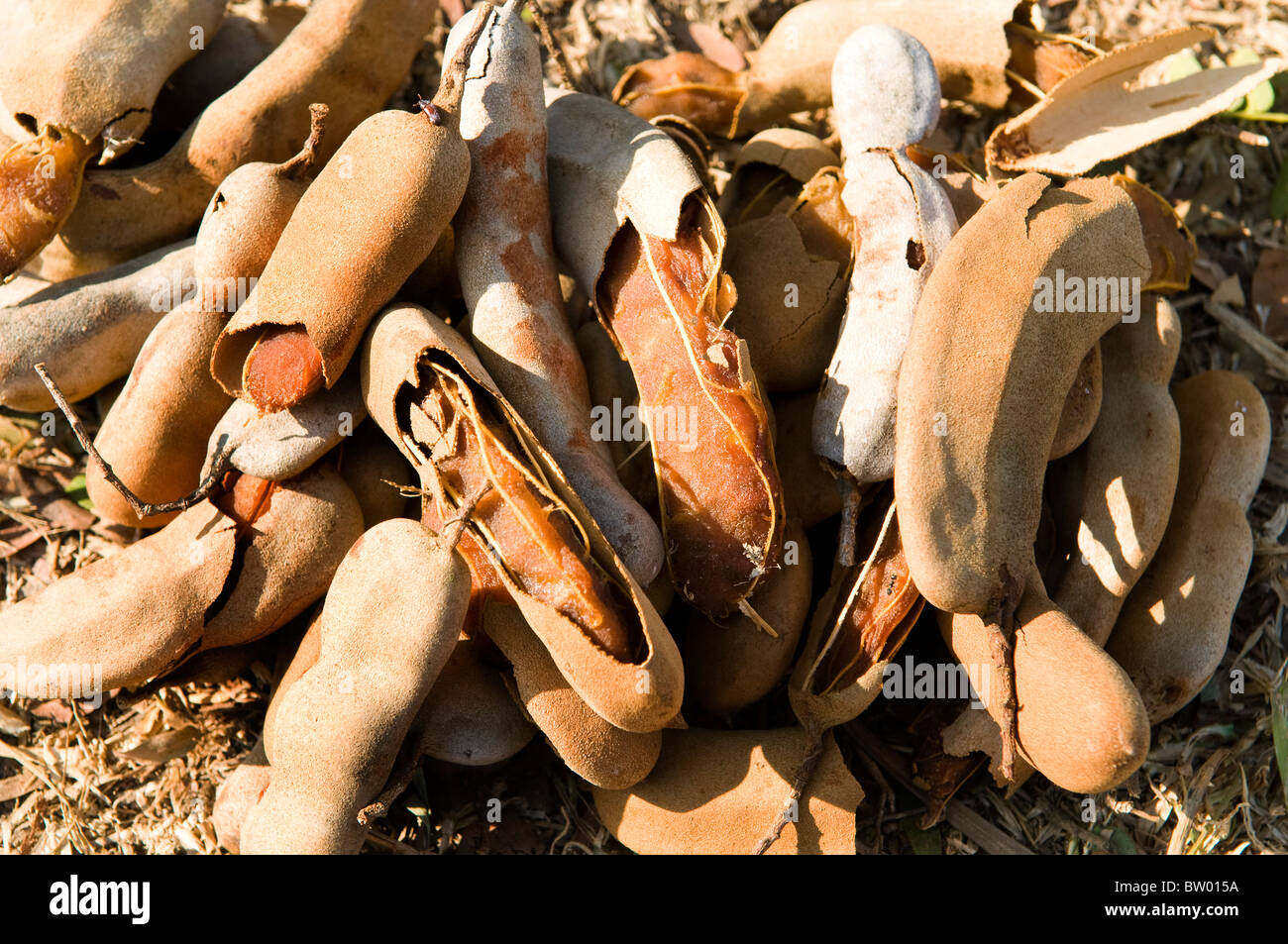 East tamar hi-res stock photography and images - Alamy