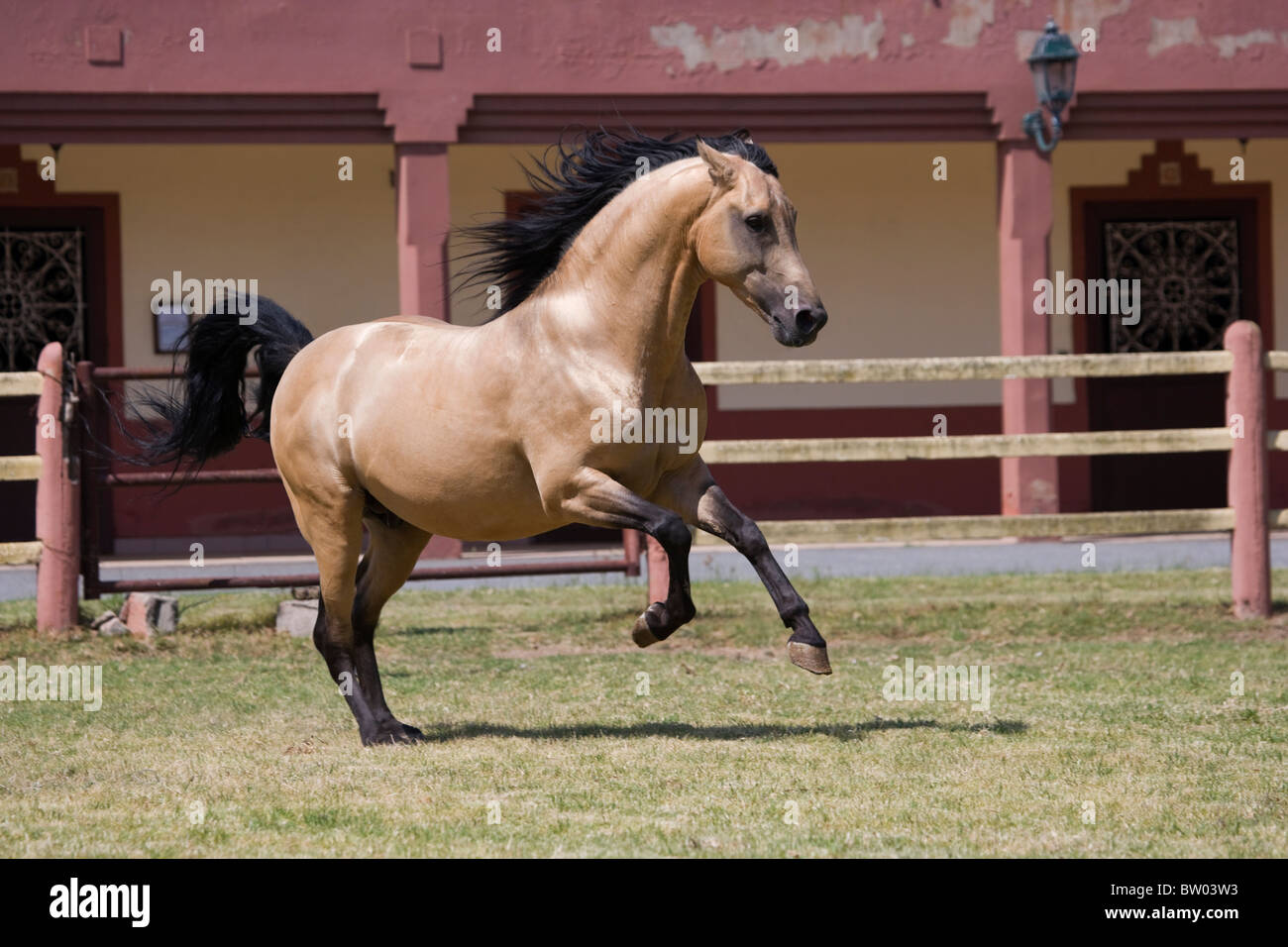 Buckskin Arabian Horse