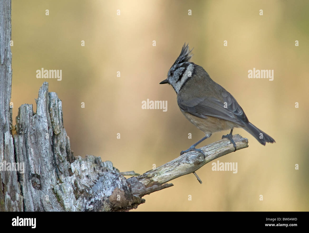Crested Tit unique bird of the Scottish Pine woods SCO 6980 Stock Photo ...