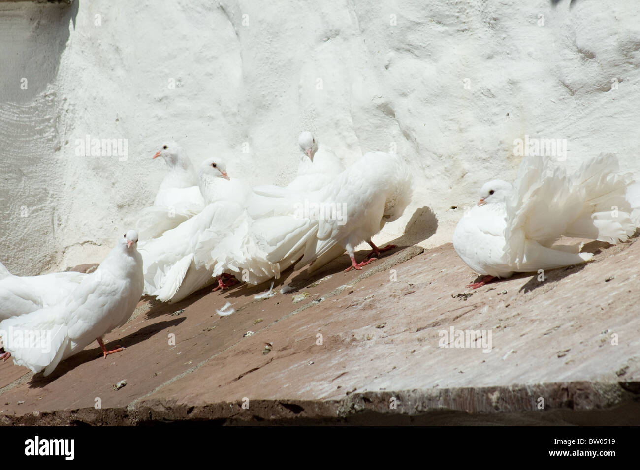 Pigeon swarm hi-res stock photography and images - Alamy