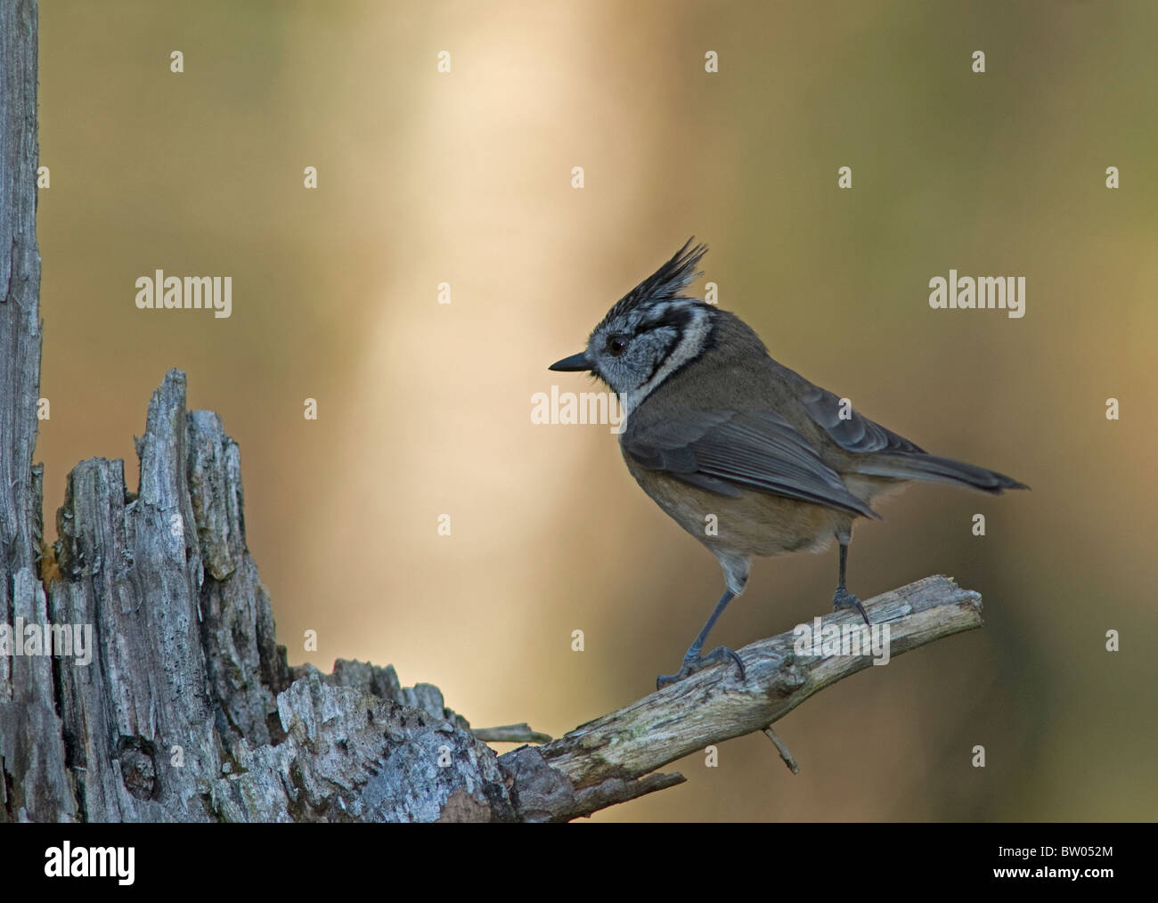 Crested Tit unique bird of the Scottish Native Caledonian Pine woods ...