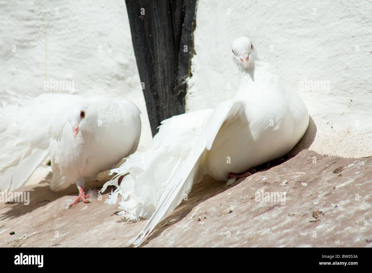 Dove pigeon white hi-res stock photography and images - Alamy