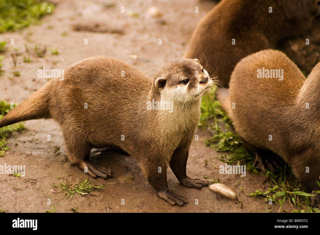 Otter in captivity in the UK Stock Photo - Alamy