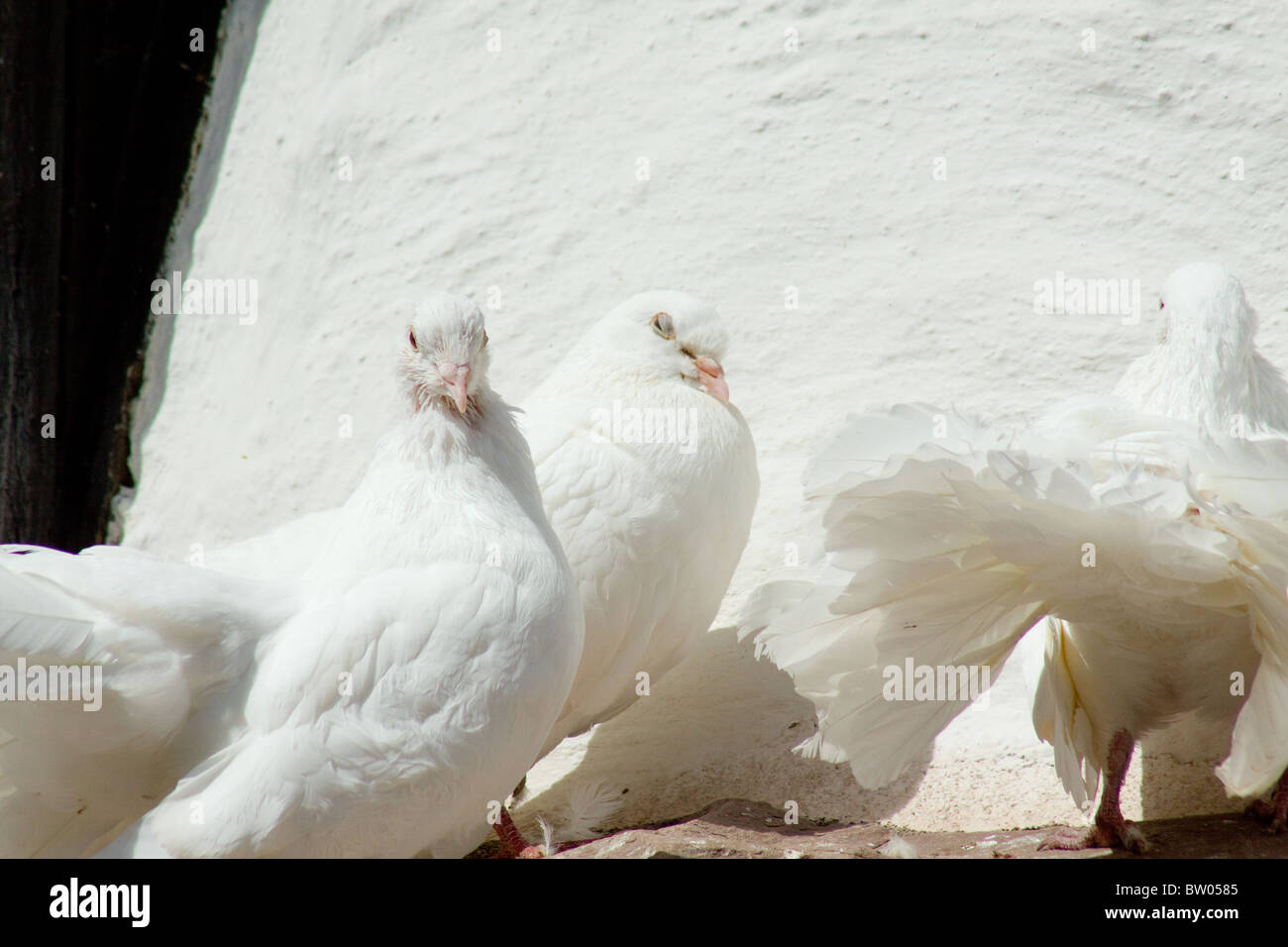 Dove pigeon white hi-res stock photography and images - Alamy