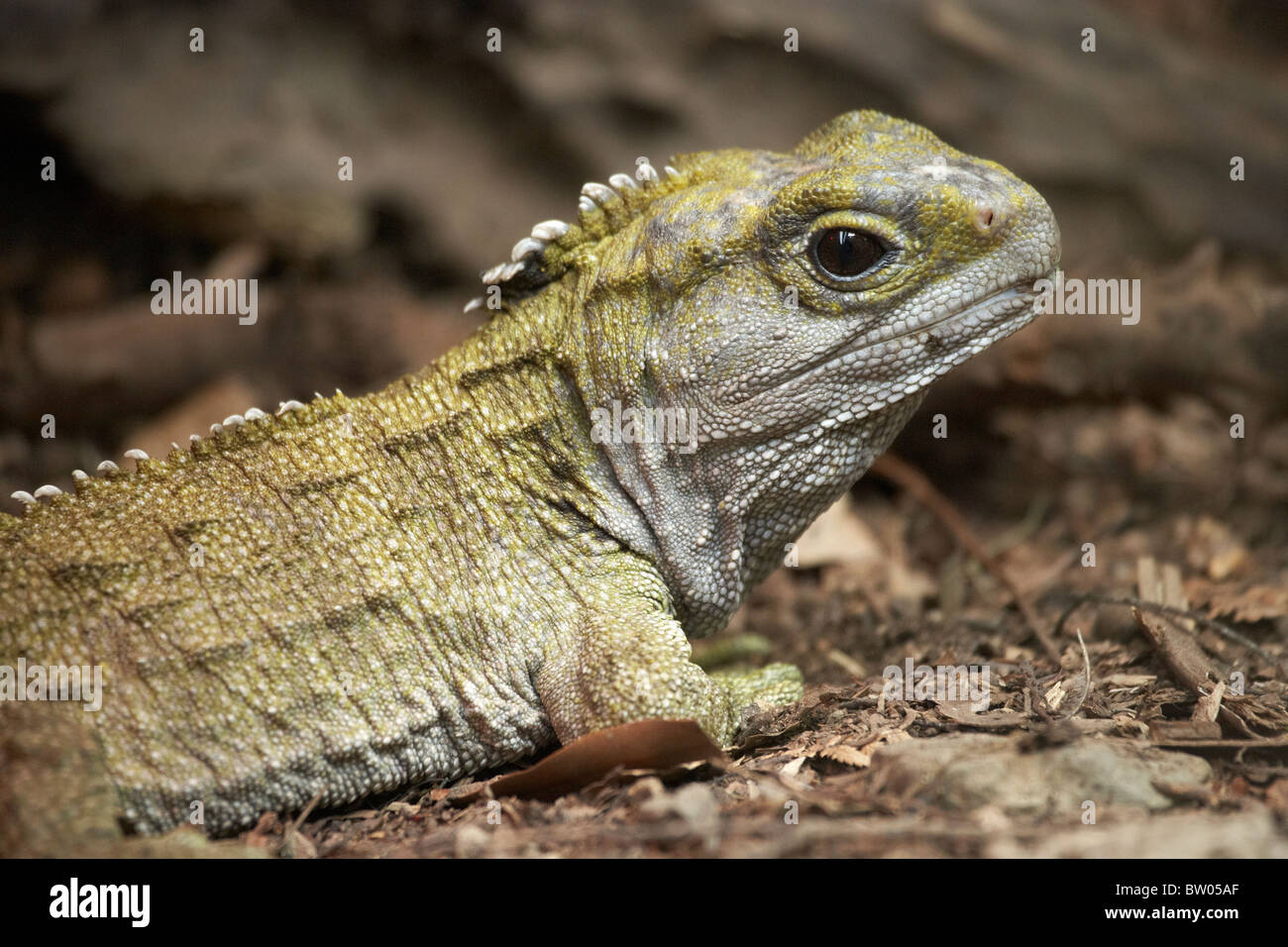 Tuatara (Sphenodon punctatus), Pukaha Mount Bruce Wildlife Centre ...