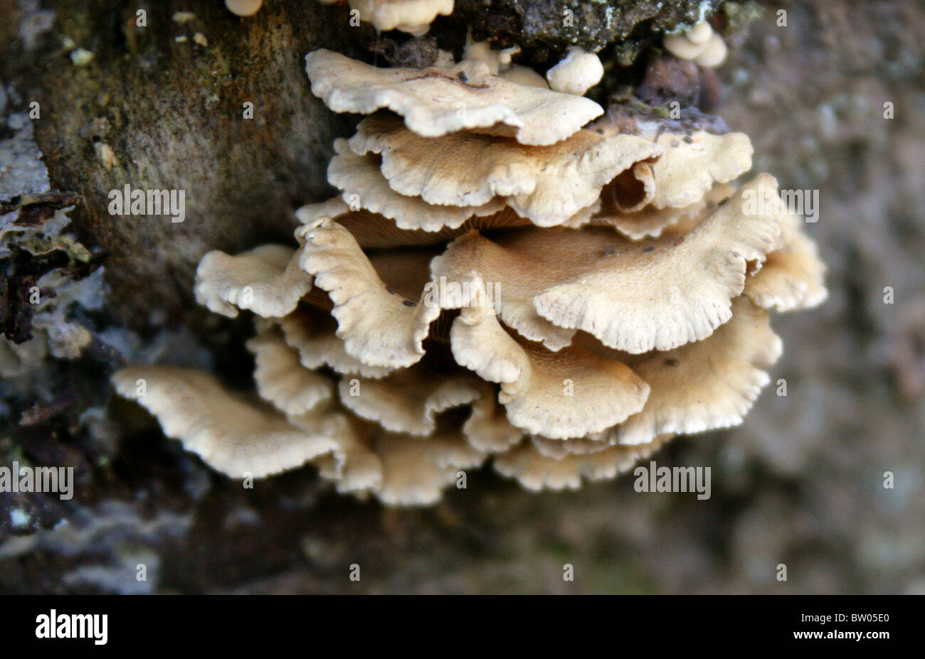 Bitter Oysterling, Panellus stipticus (Syn. Crepidopus stypticus ...
