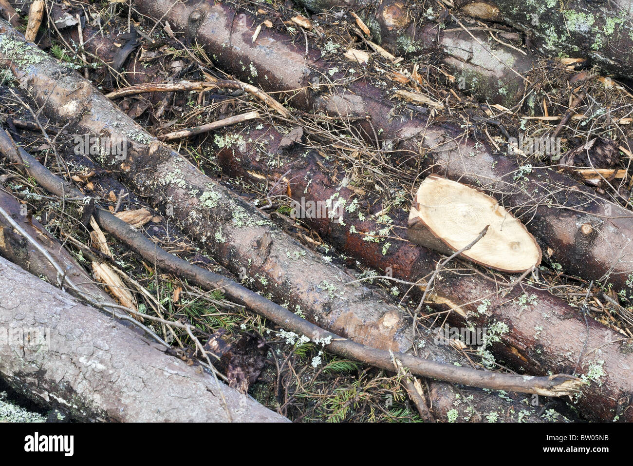 Trunks of an pines and fur-trees Stock Photo - Alamy