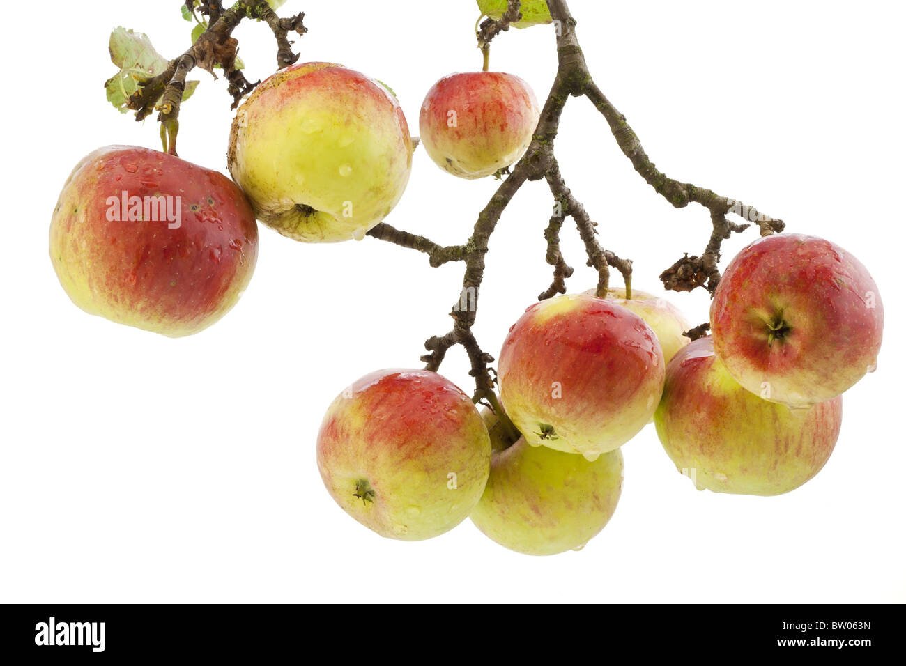 Red apple tree orchard Cut Out Stock Images & Pictures - Alamy