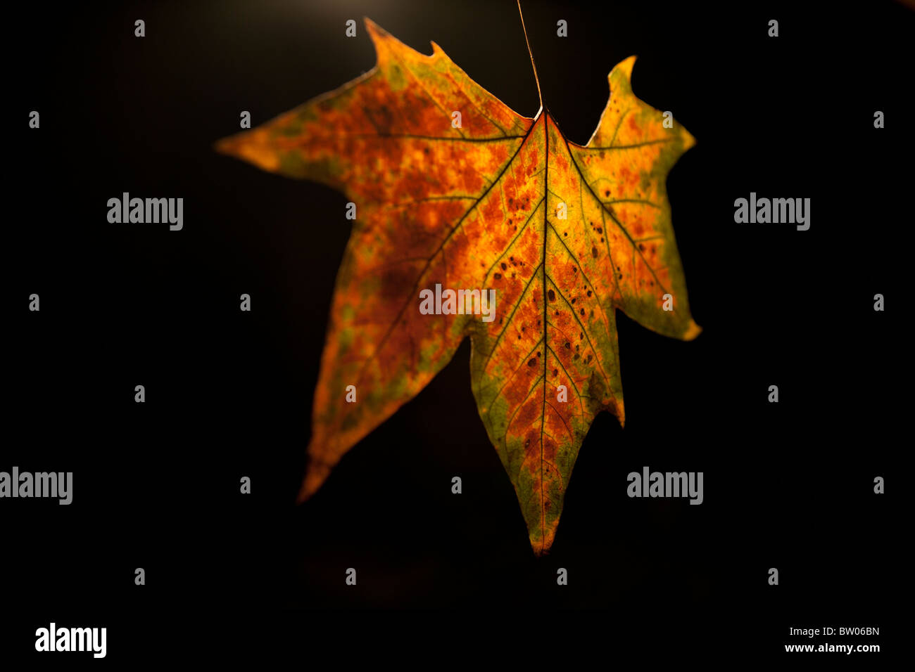 Individual single autumn fall leaf hi-res stock photography and images ...