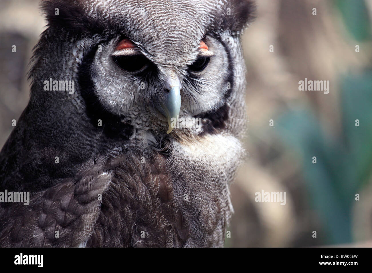 Verreaux's Eagle-owl,( Bubo lacteus );also known as the Milky Eagle Owl ...