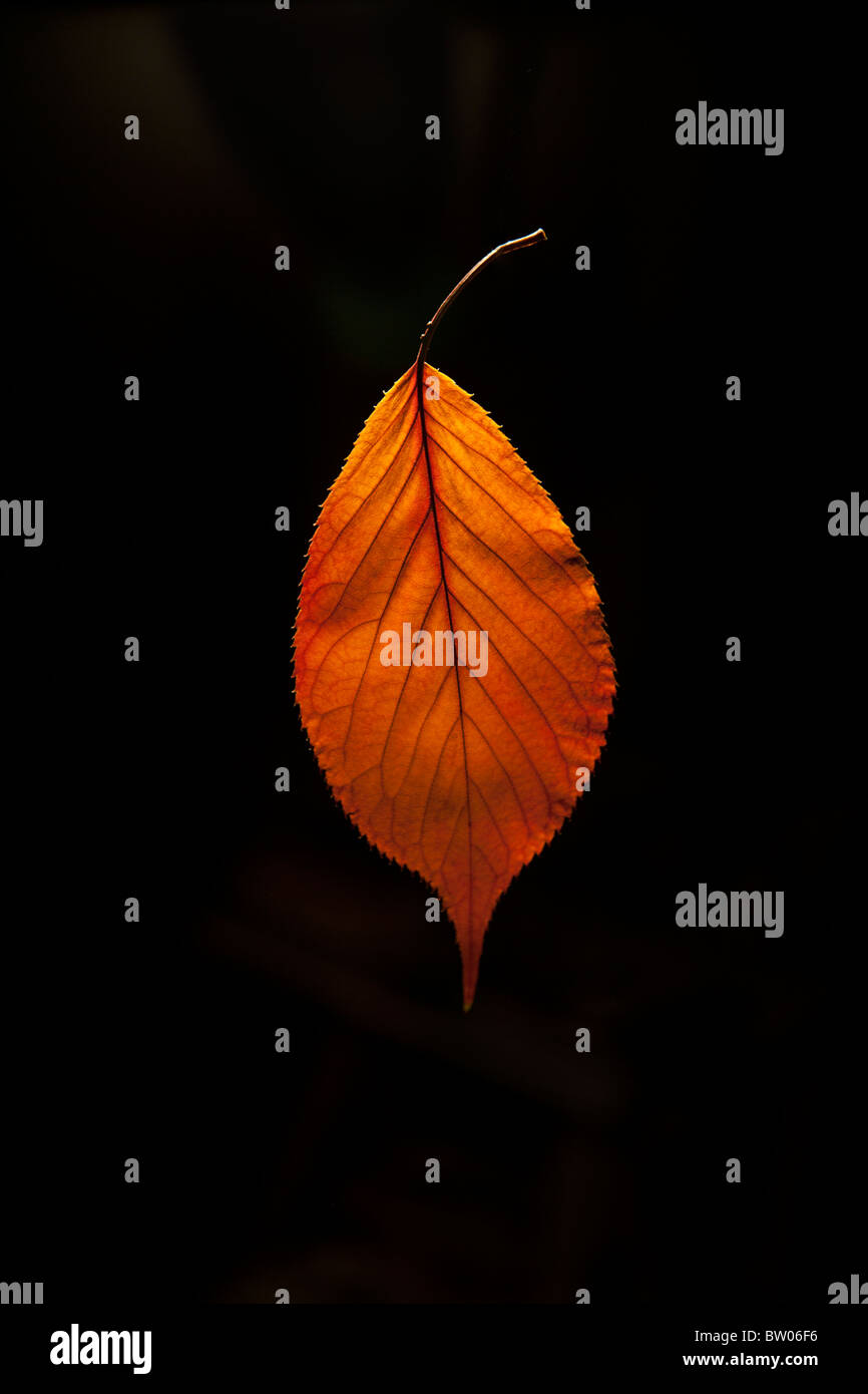Individual single autumn fall leaf hi-res stock photography and images ...