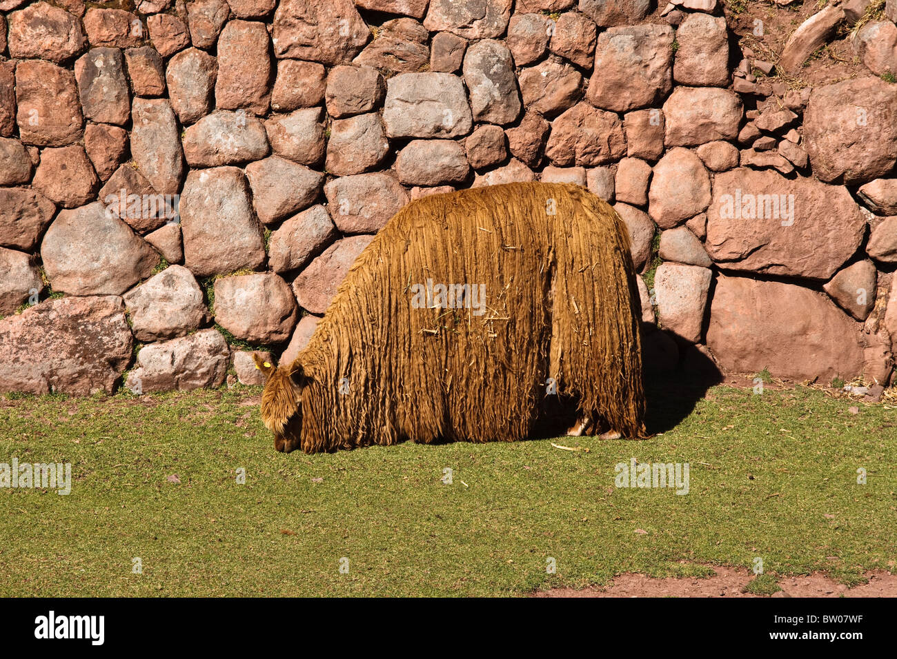 Long haired golden brown alpaca Stock Photo - Alamy