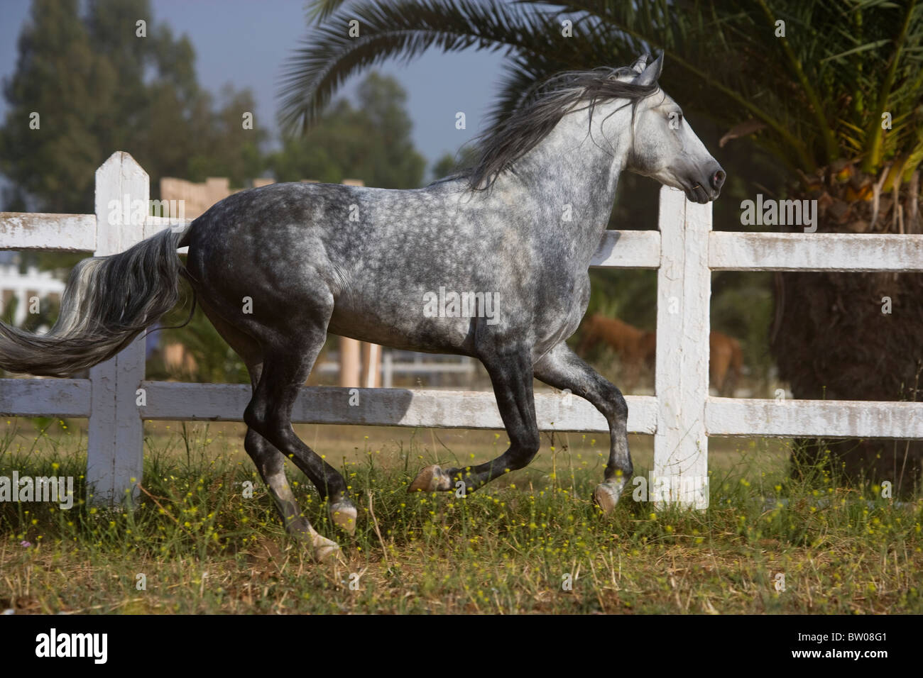 Arab barb horse galloping hi-res stock photography and images - Alamy
