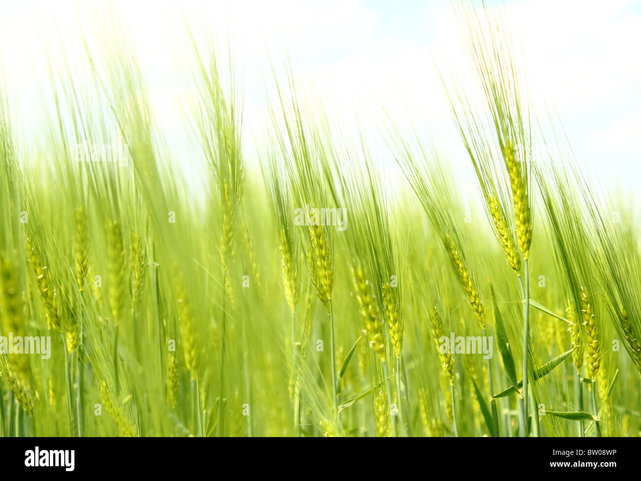 Organic Green spring grains for background Stock Photo - Alamy