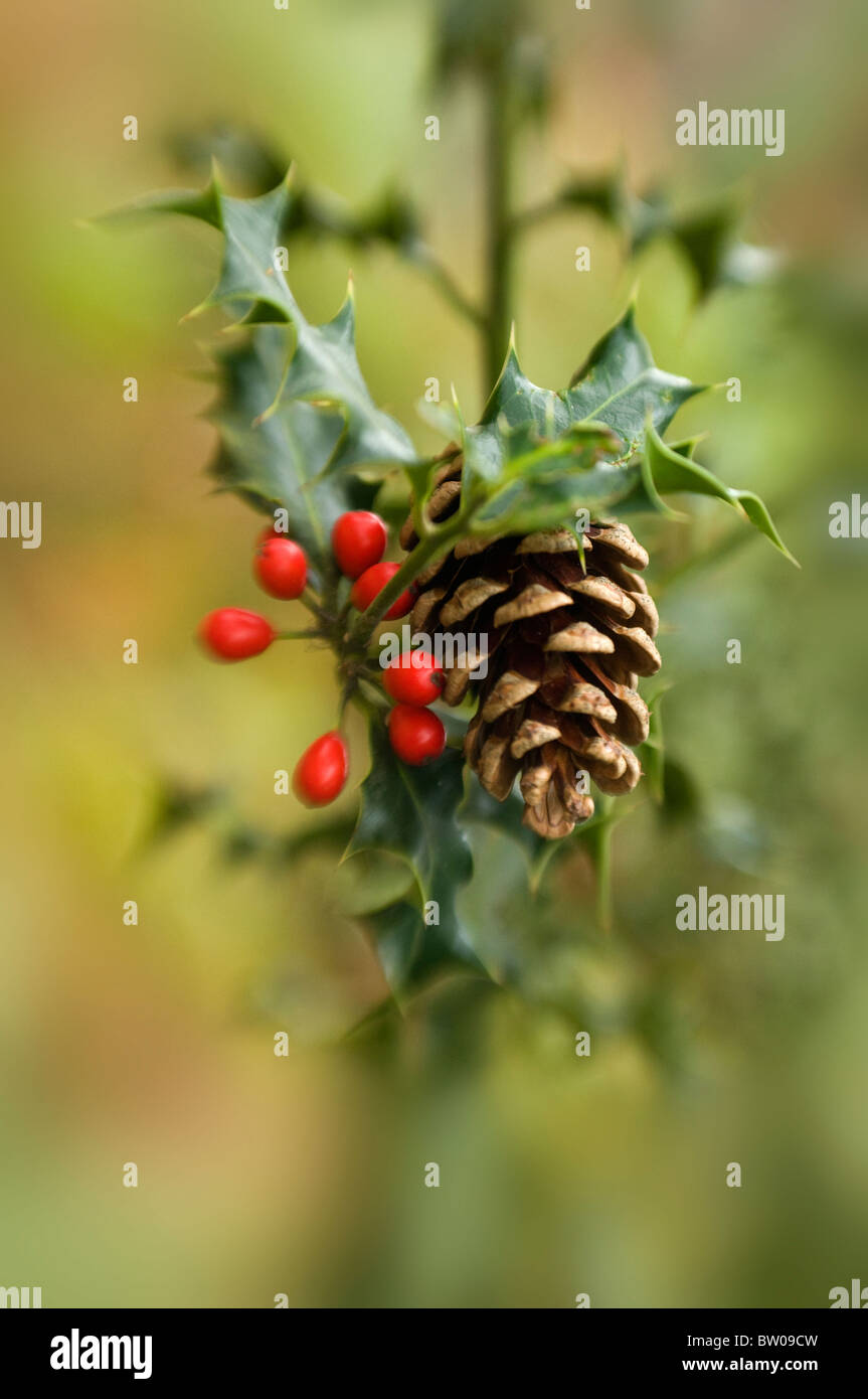Holly cone hi-res stock photography and images - Alamy