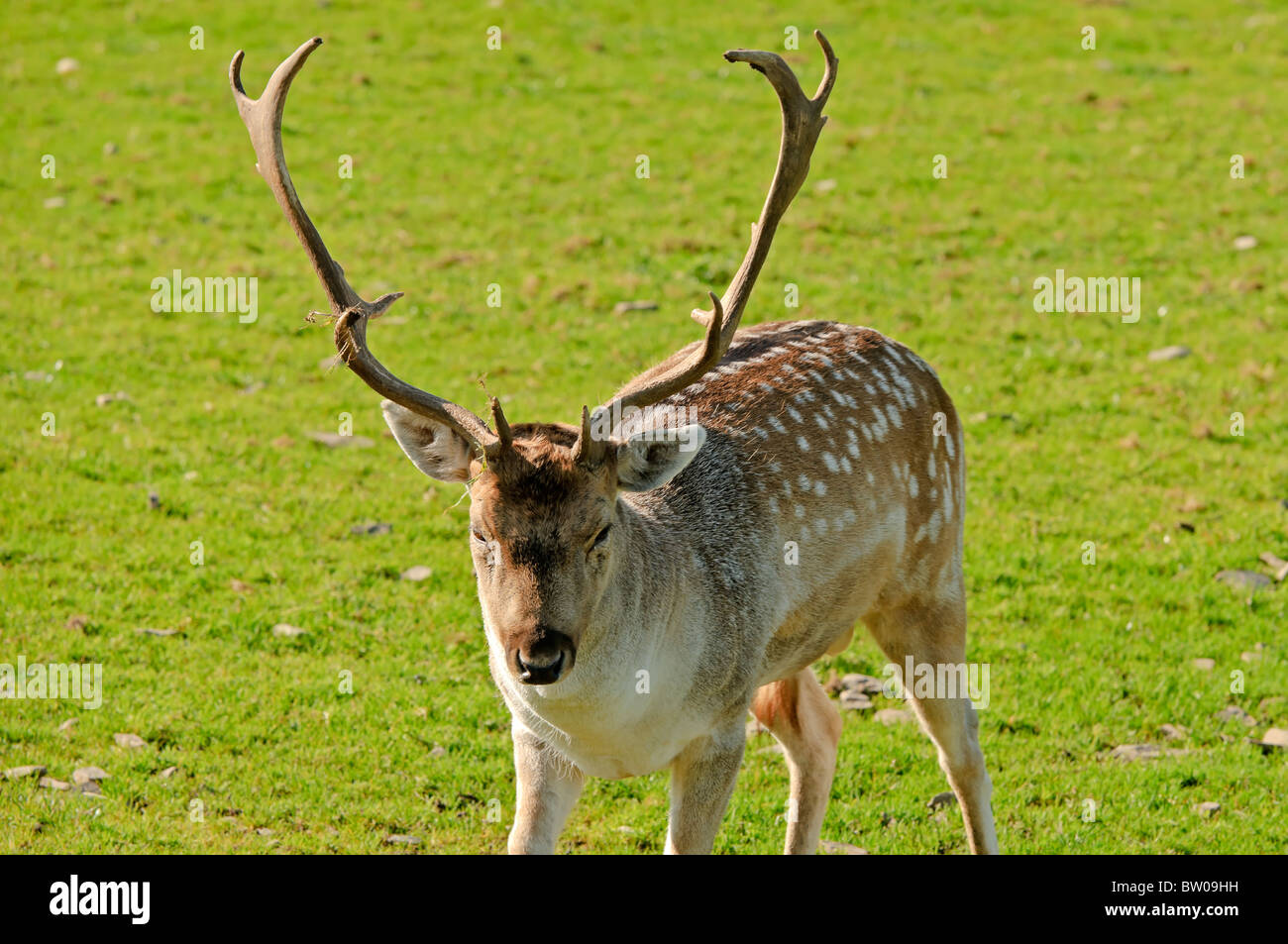 Close up of a Fallow Deer buck (Dama dama Stock Photo - Alamy