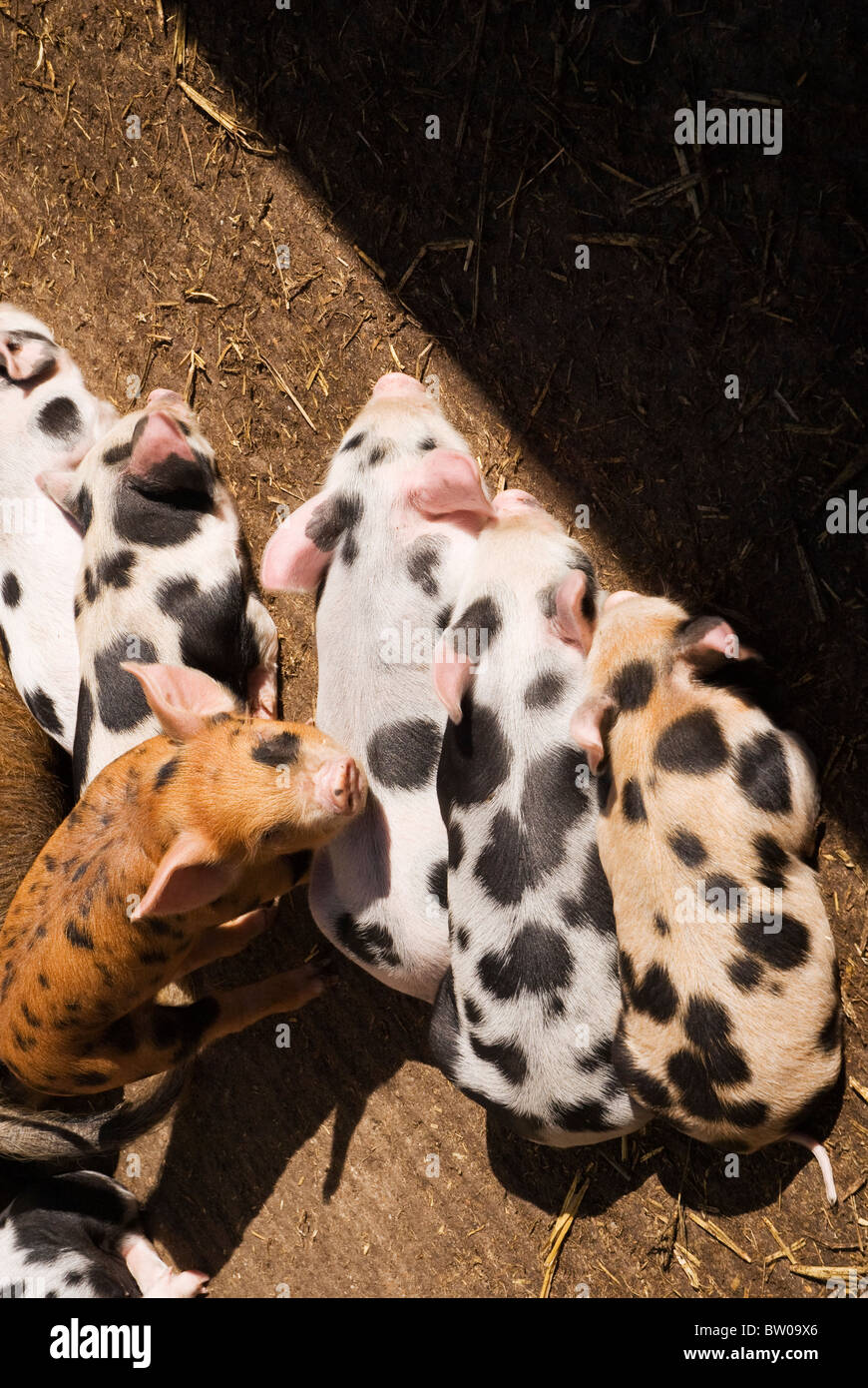 Pig lying down hi-res stock photography and images - Alamy