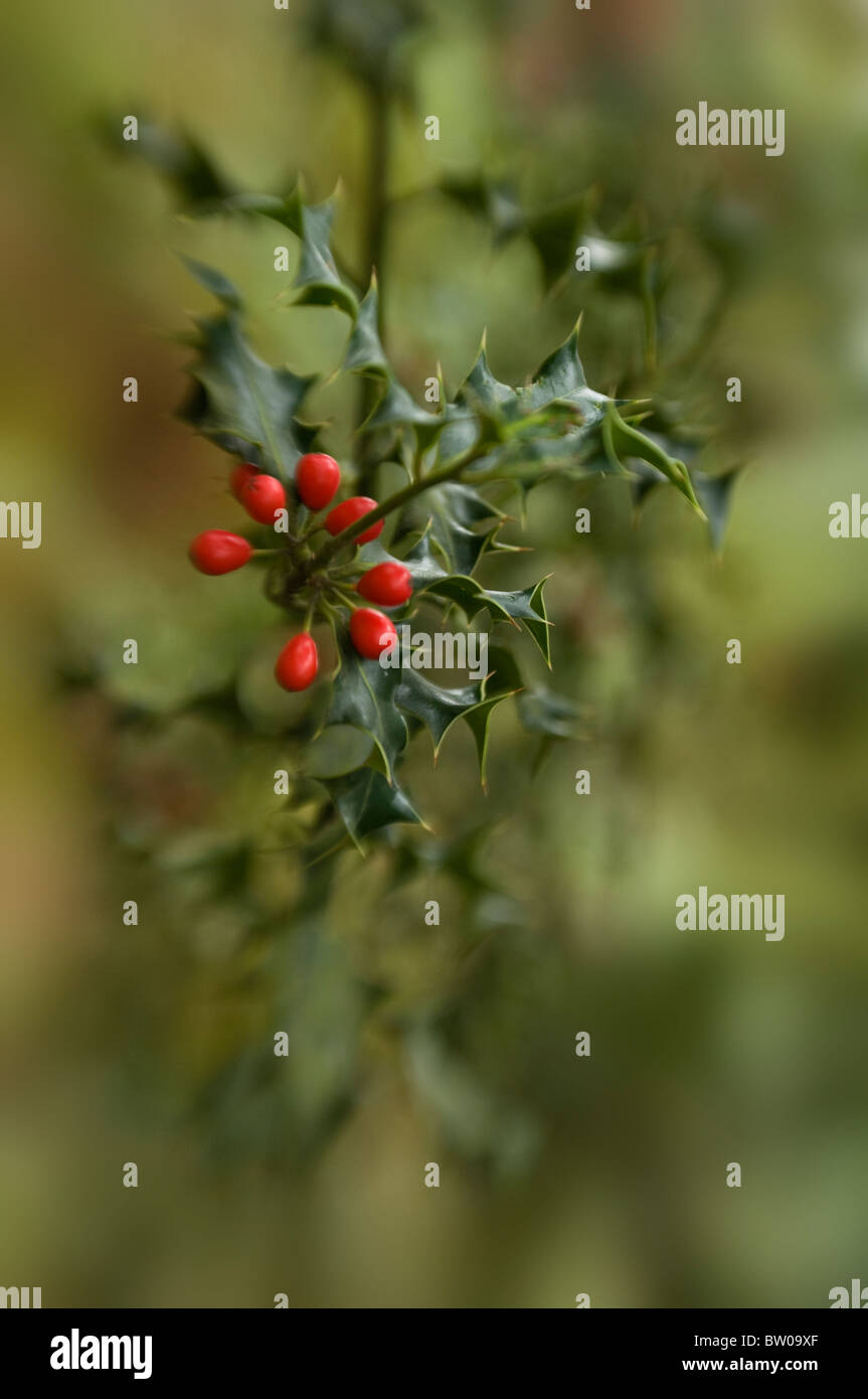 Common Holly with Red Winter Berries - Ilex Aquifolium Stock Photo - Alamy