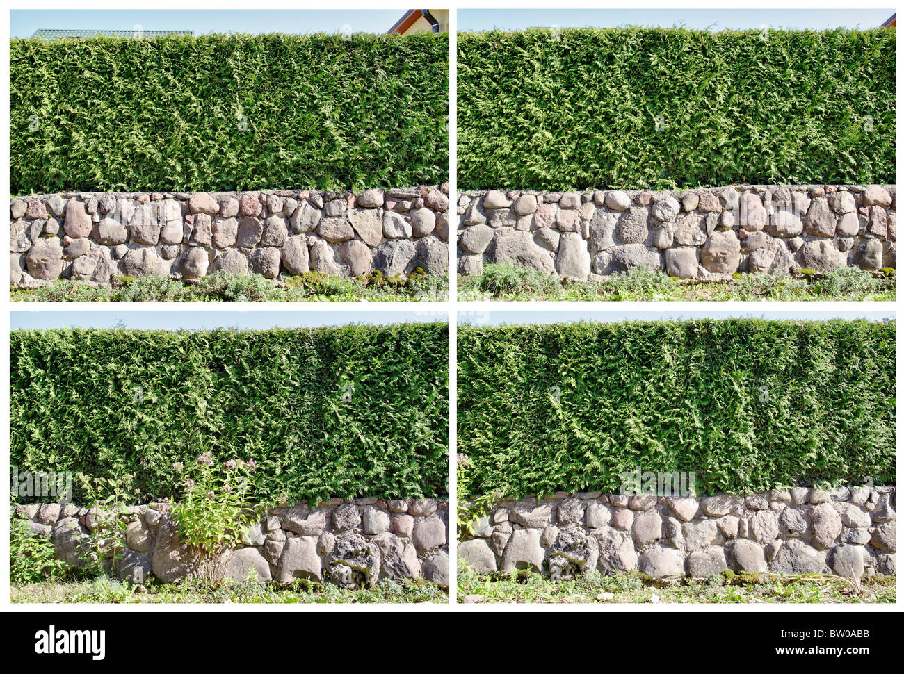 Background hedge hi-res stock photography and images - Alamy