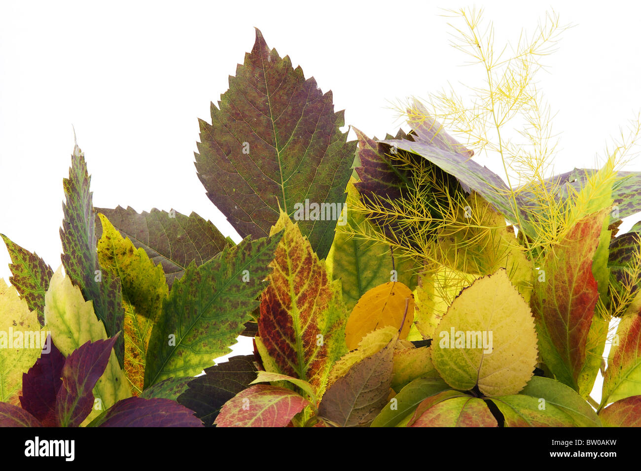 Vector autumn leaves frame Cut Out Stock Images & Pictures - Alamy