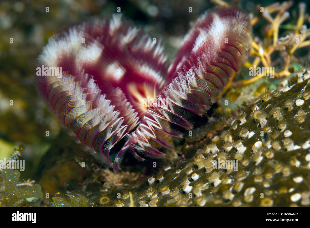 Underwater worm hi-res stock photography and images - Alamy