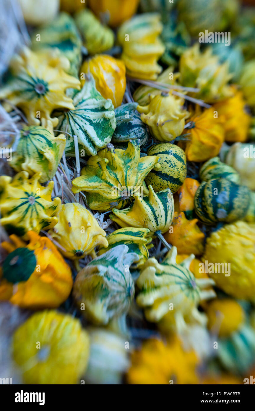 Mixed display winter vegetables hi-res stock photography and images - Alamy