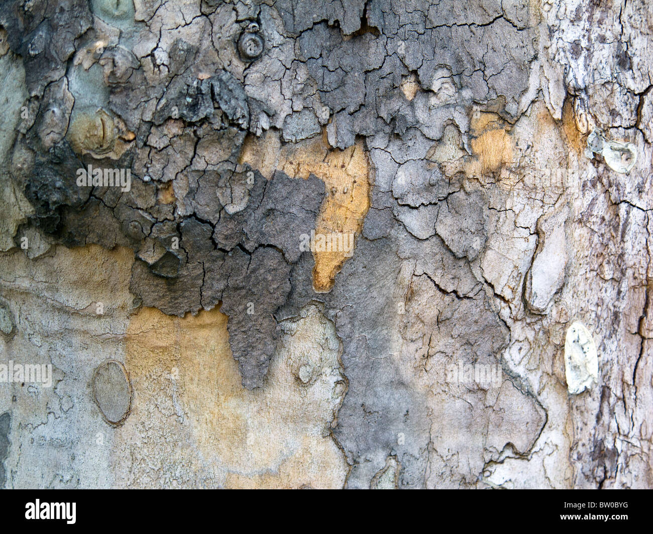 Bark of the sycamore tree in Central Park Stock Photo - Alamy