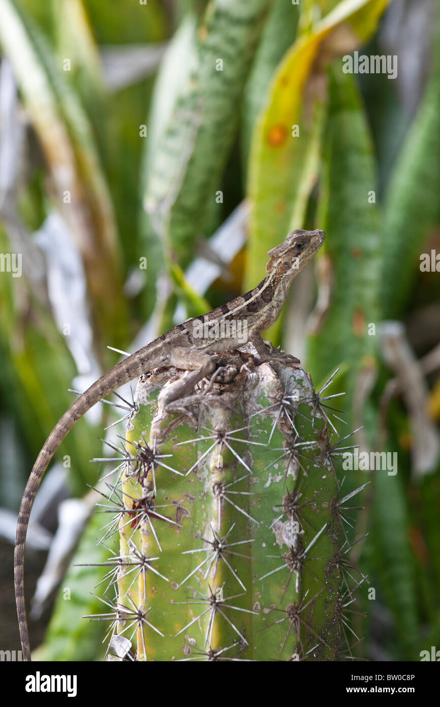 Young monkey Lala on cactus in Roat5an Honduras Stock Photo - Alamy