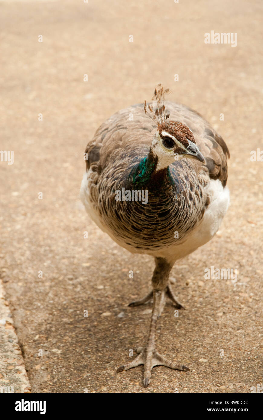 Female peahen hi-res stock photography and images - Alamy