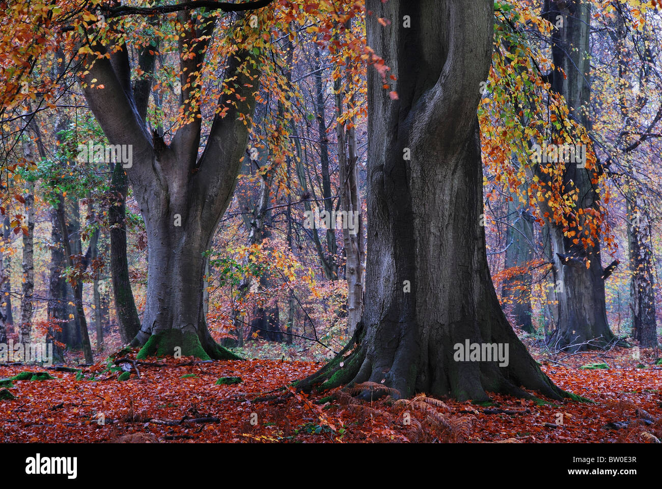 Mature beech trees hi-res stock photography and images - Alamy