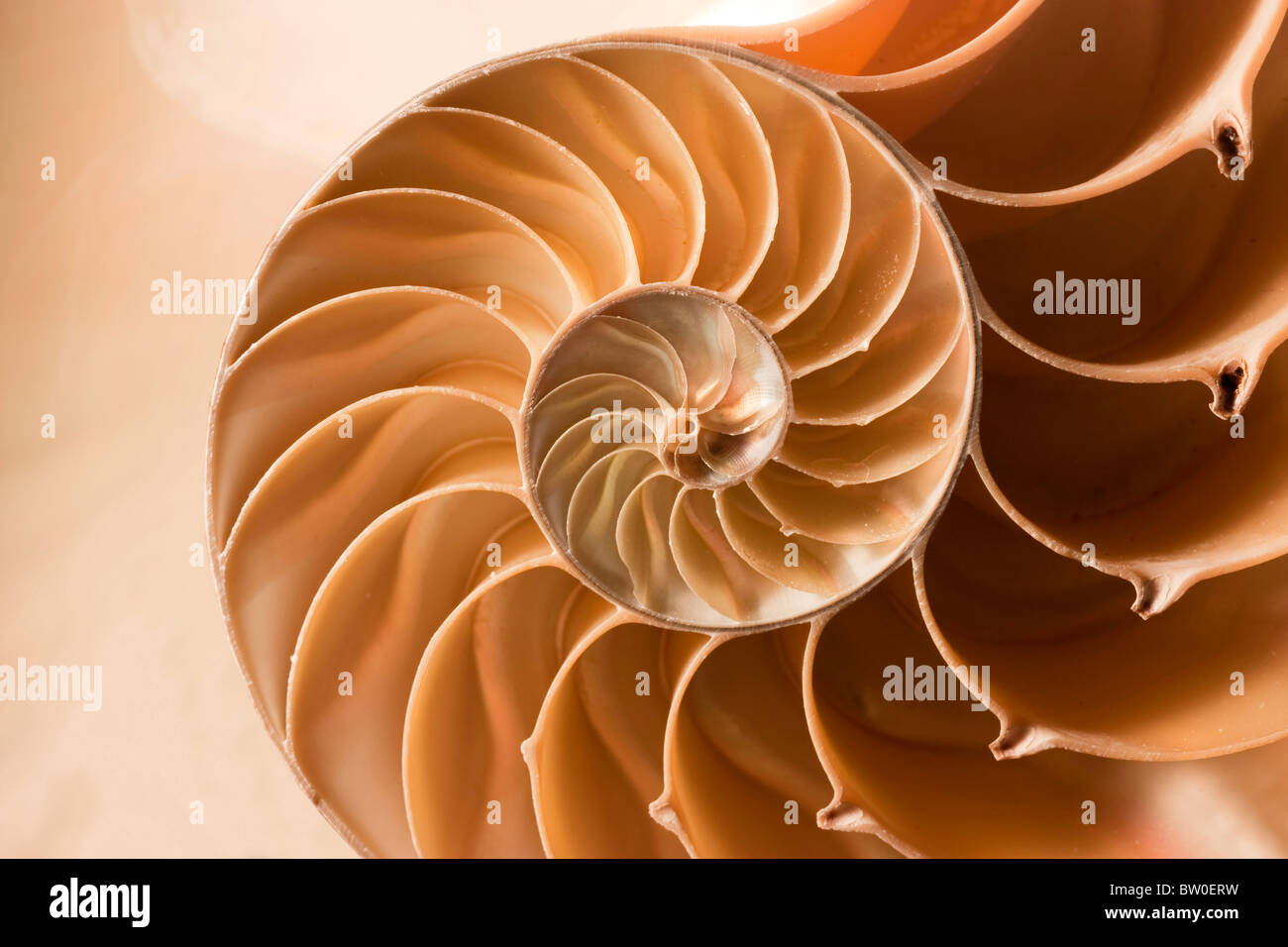 A perfect close up of an amazing fibonacci pattern in a nautilus shell ...
