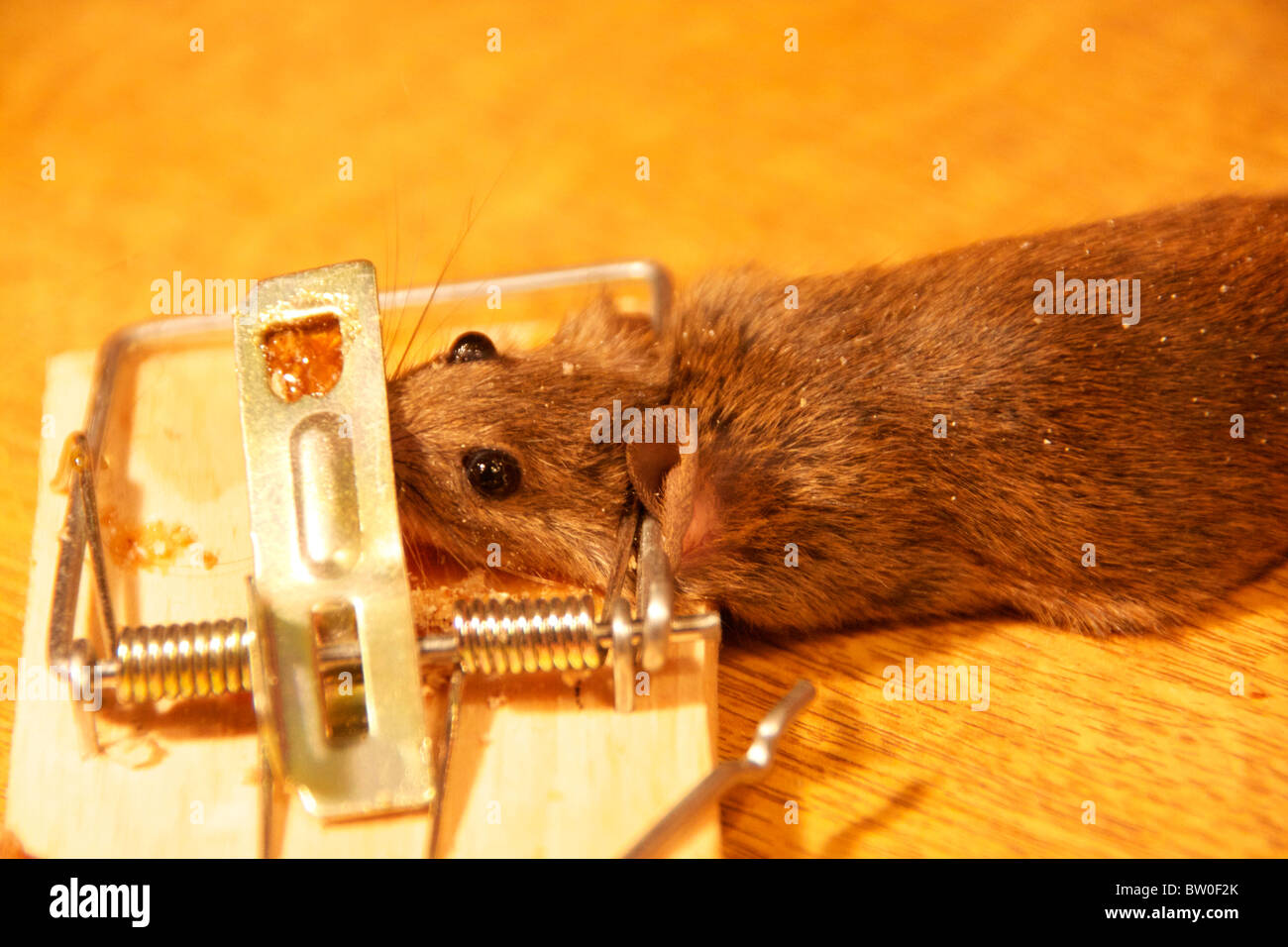 Mouse caught and killed in spring trap Stock Photo - Alamy