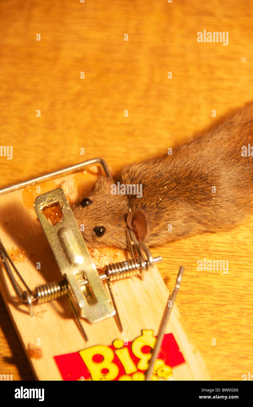 Mouse caught and killed in spring trap Stock Photo - Alamy
