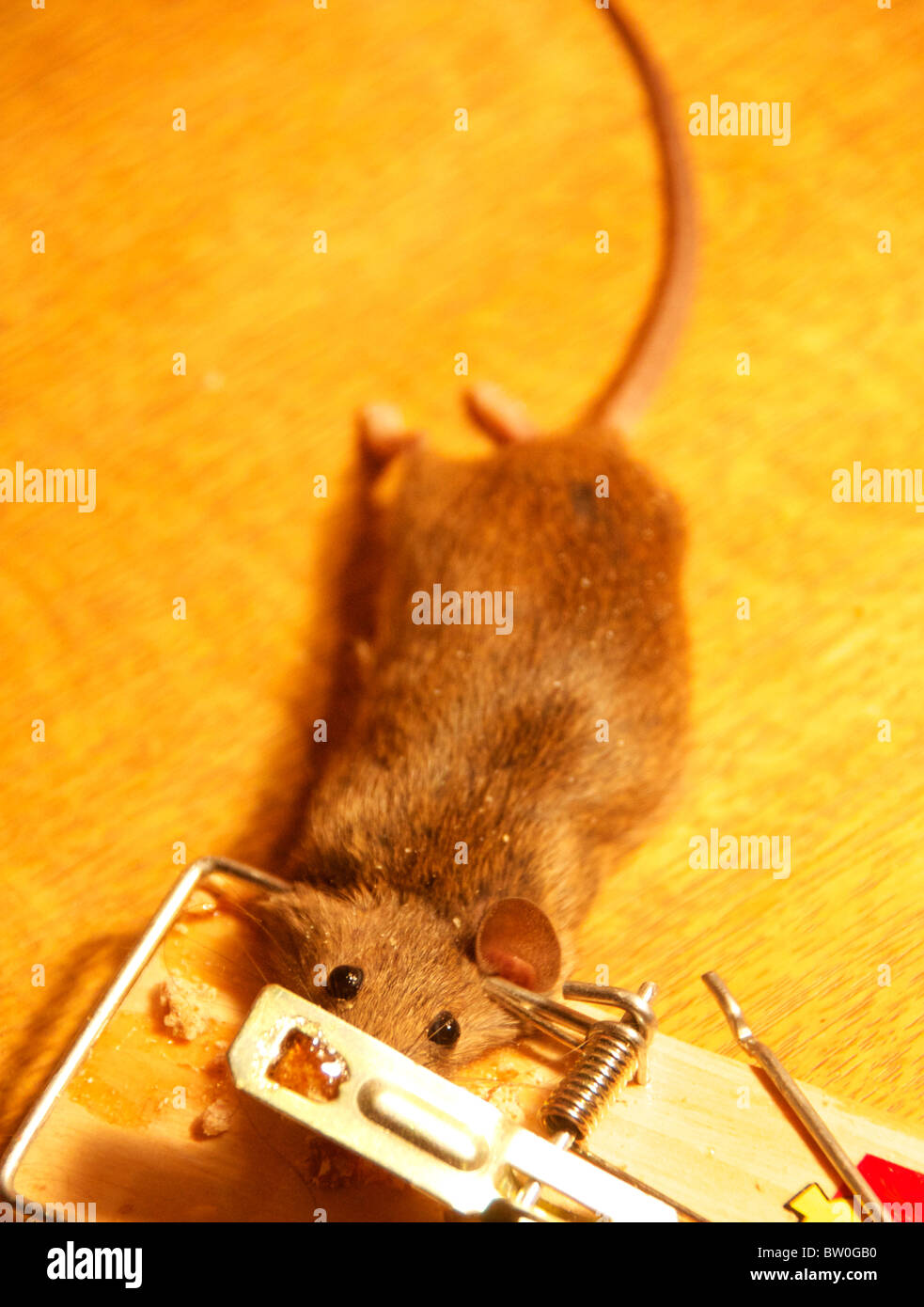 Mouse caught and killed in spring trap Stock Photo - Alamy