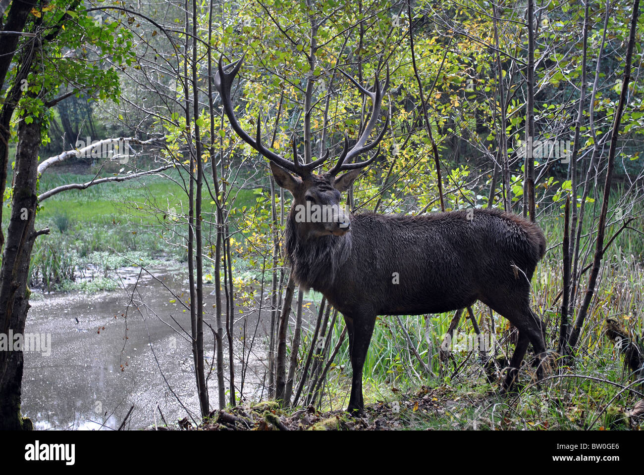 a large red deer with large antlers a native to ireland Stock Photo - Alamy