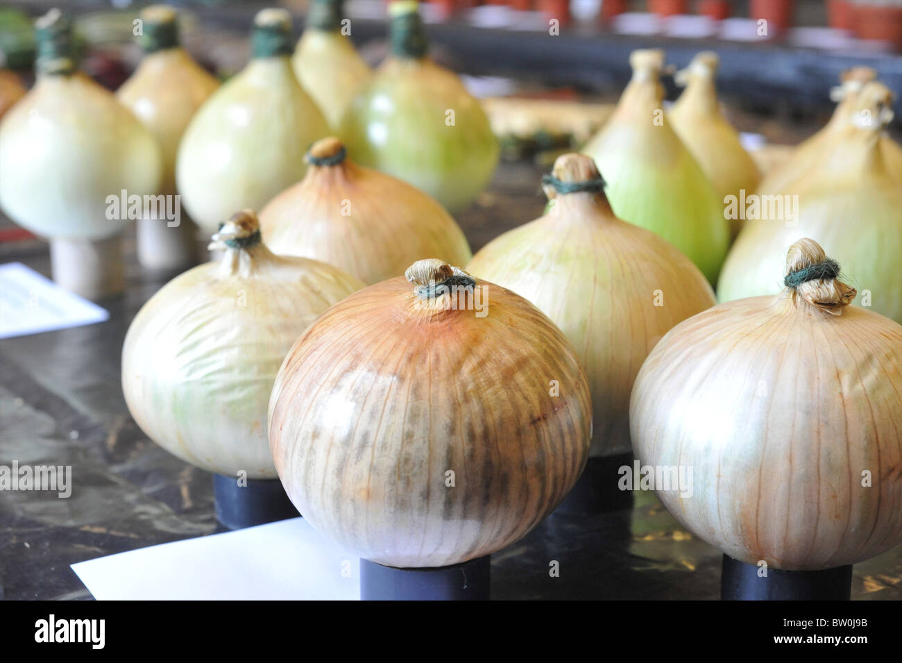 Show onions hi-res stock photography and images - Alamy