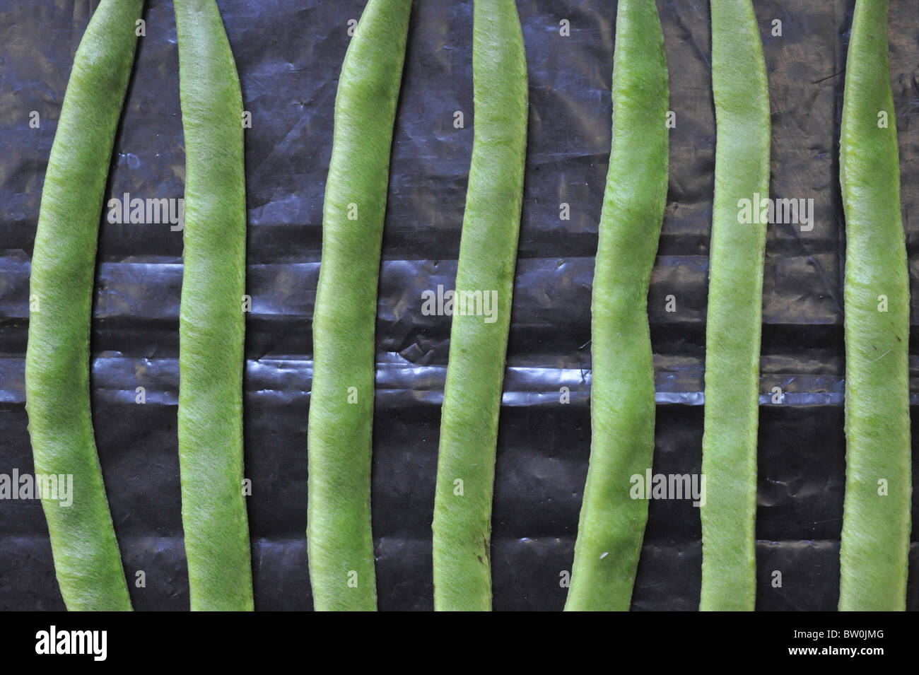 Beans show hi-res stock photography and images - Alamy