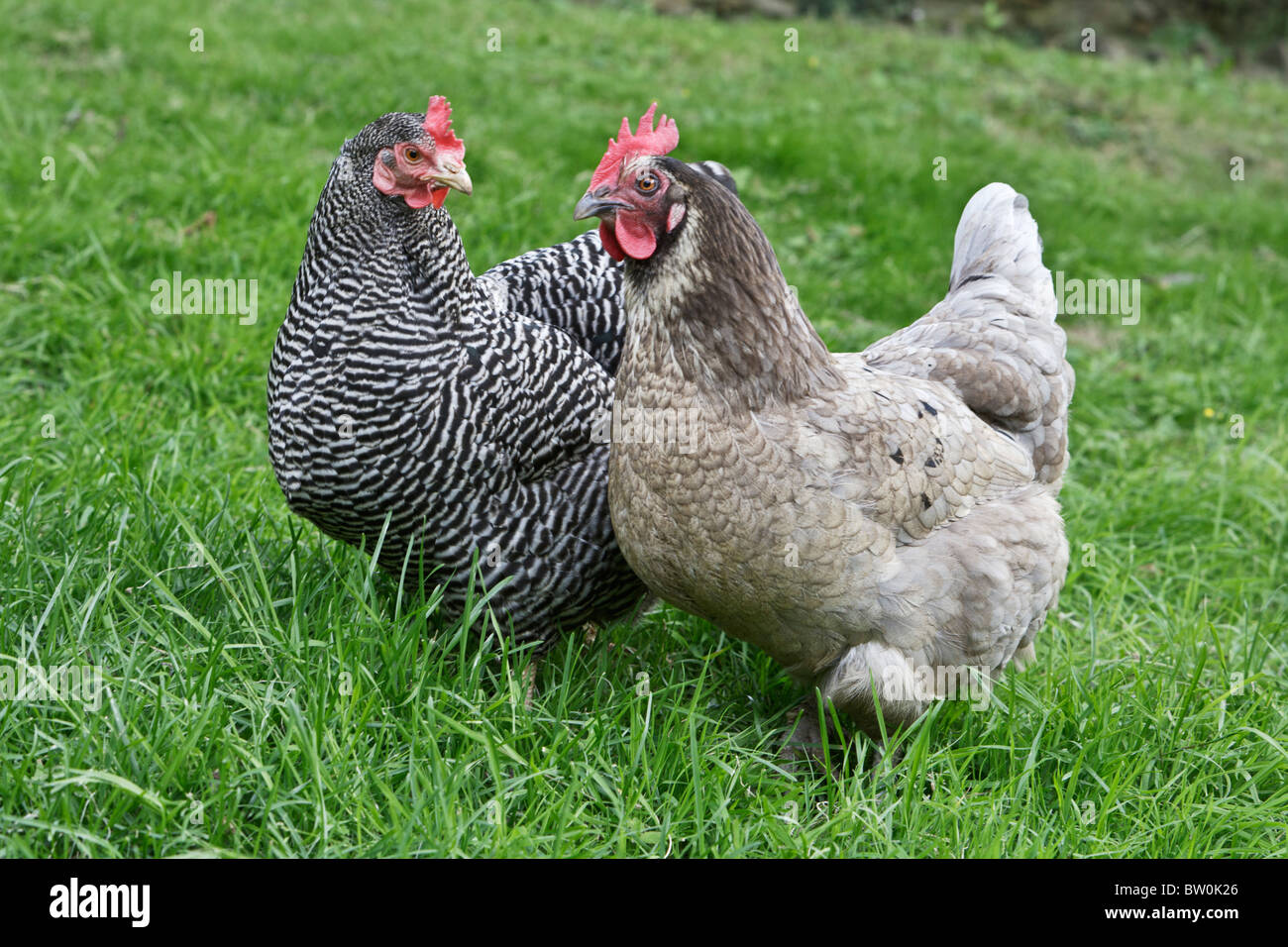 Henpecked hi-res stock photography and images - Alamy