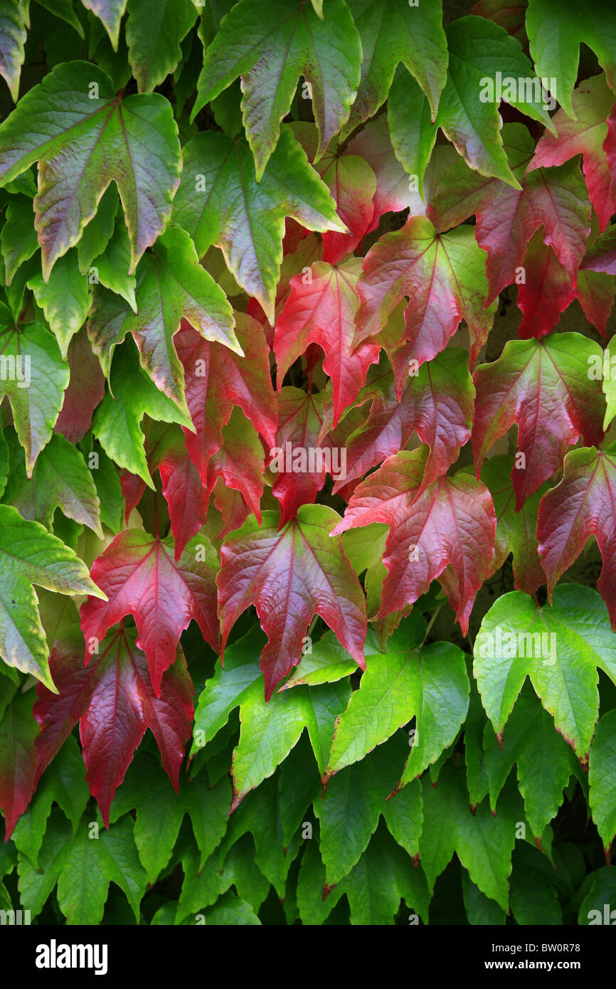 A colourful Boston Ivy Stock Photo - Alamy