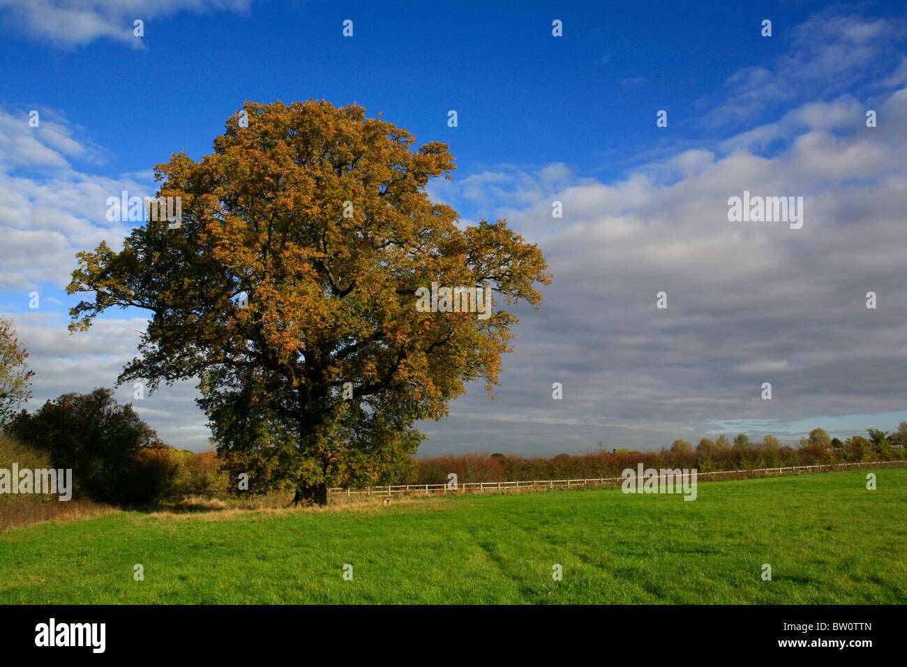 A single golden Oak tree in a field in Autumn Stock Photo - Alamy