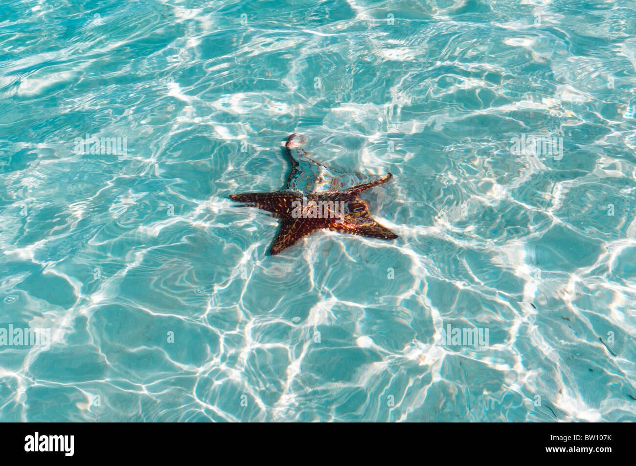 Starfish underwater hi-res stock photography and images - Alamy
