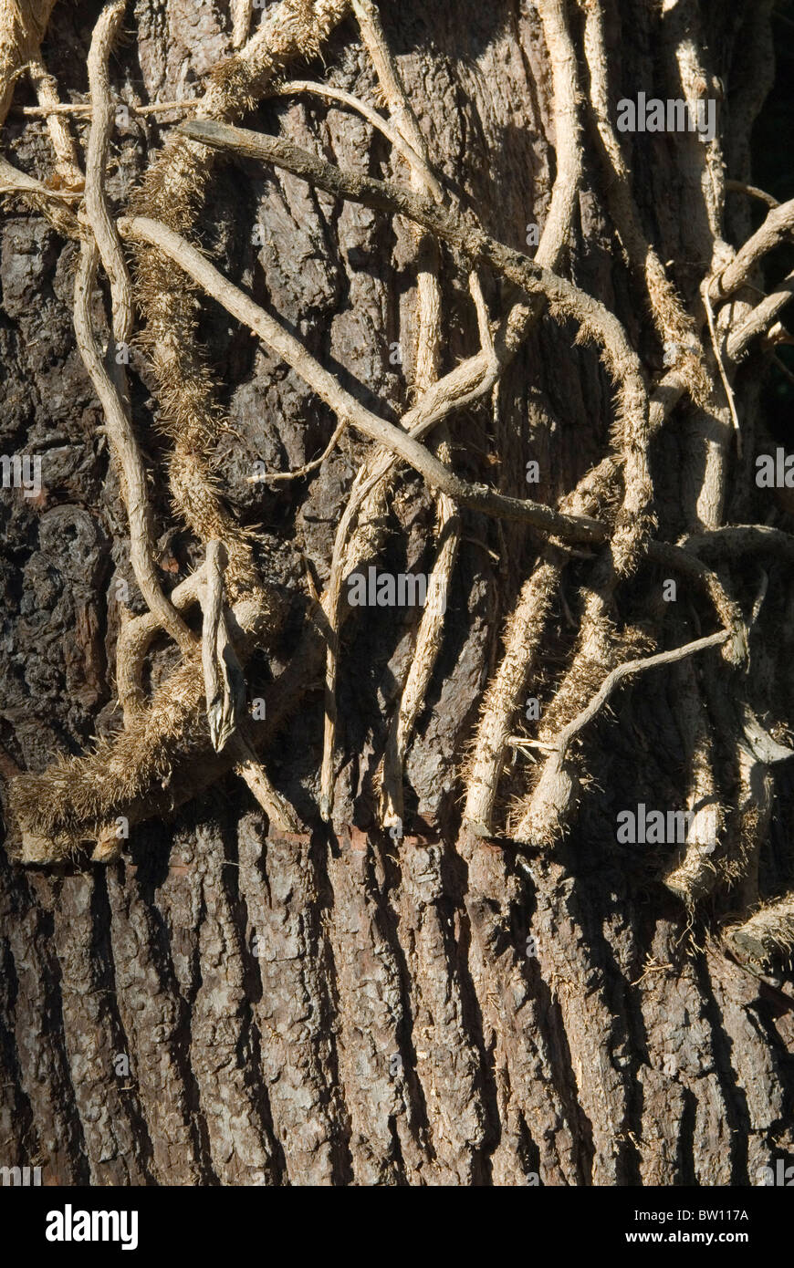 Ivy growing tree trunk hi-res stock photography and images - Alamy