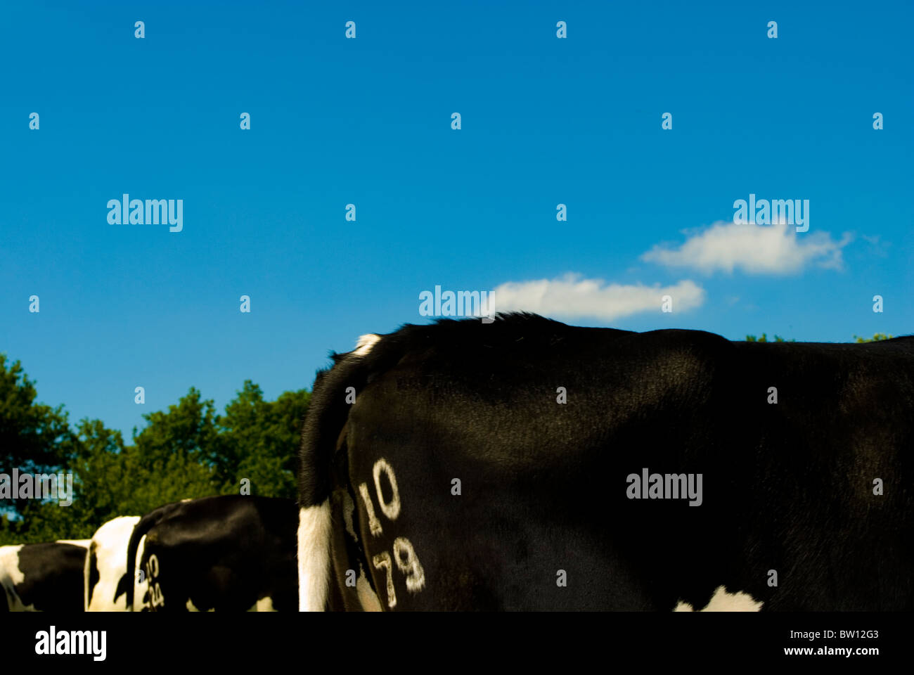 Cow rear end hi-res stock photography and images - Alamy