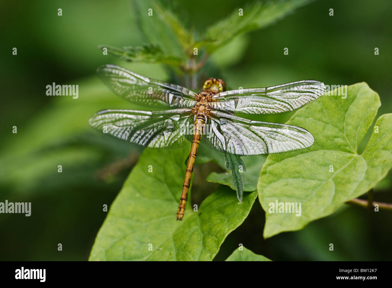 Dragonfly wing hi-res stock photography and images - Alamy