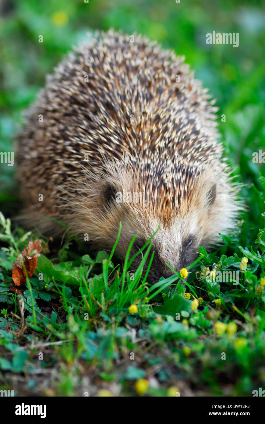 Erinaceus europaeus hedgehogs hi-res stock photography and images - Alamy