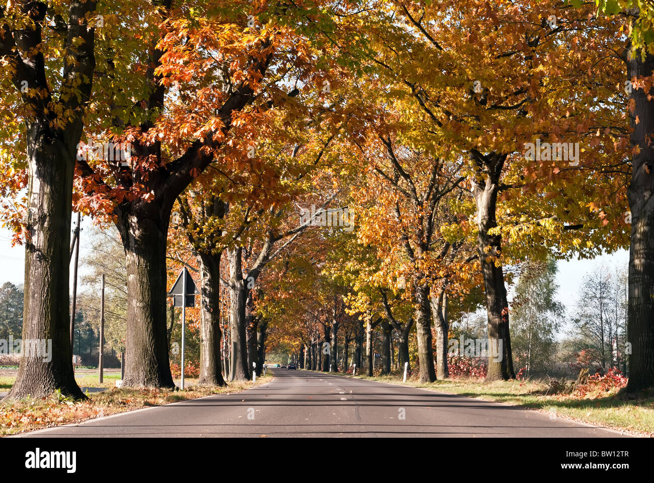 Tree across the way hi-res stock photography and images - Alamy