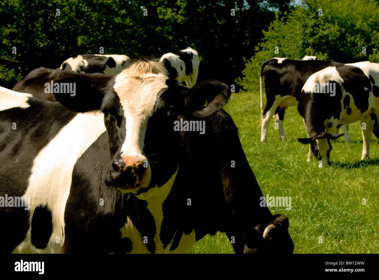 Bovine herd hi-res stock photography and images - Alamy