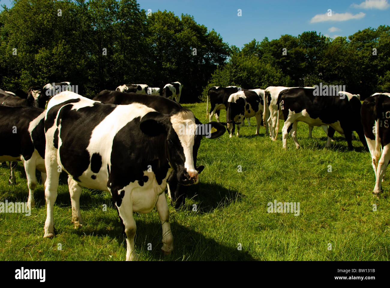 Bovine herd hi-res stock photography and images - Alamy