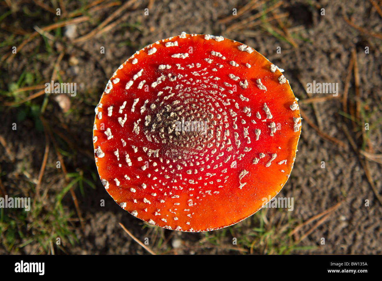 Amanita forest poisonous mushroom hi-res stock photography and images ...