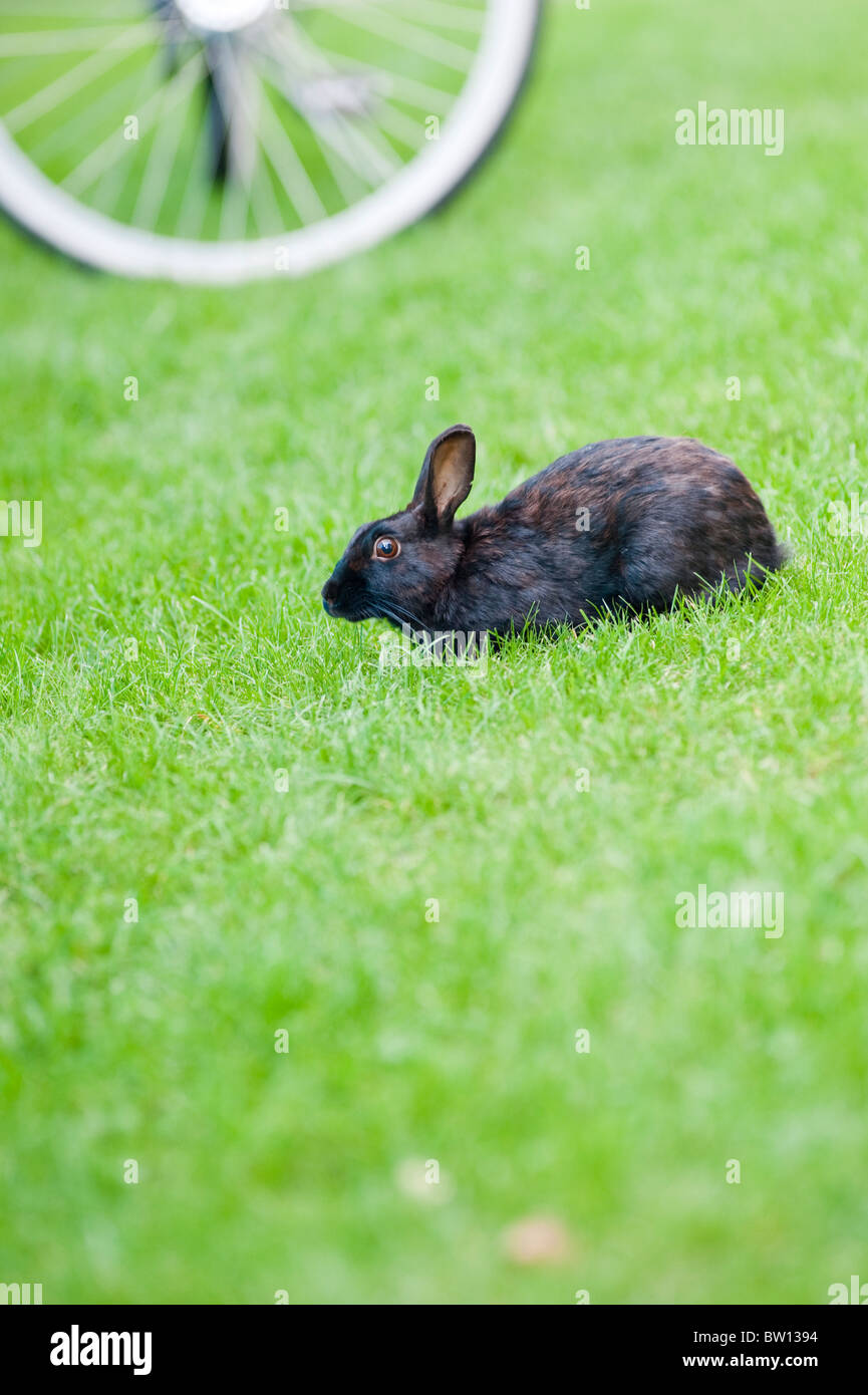 Black rabbit hi-res stock photography and images - Alamy